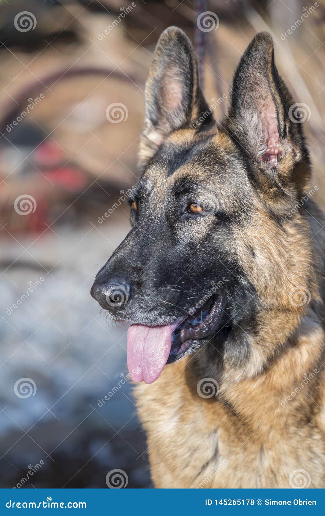 German Shepherd Dog Looking Alert for a Portrait Stock Photo - Image of ...