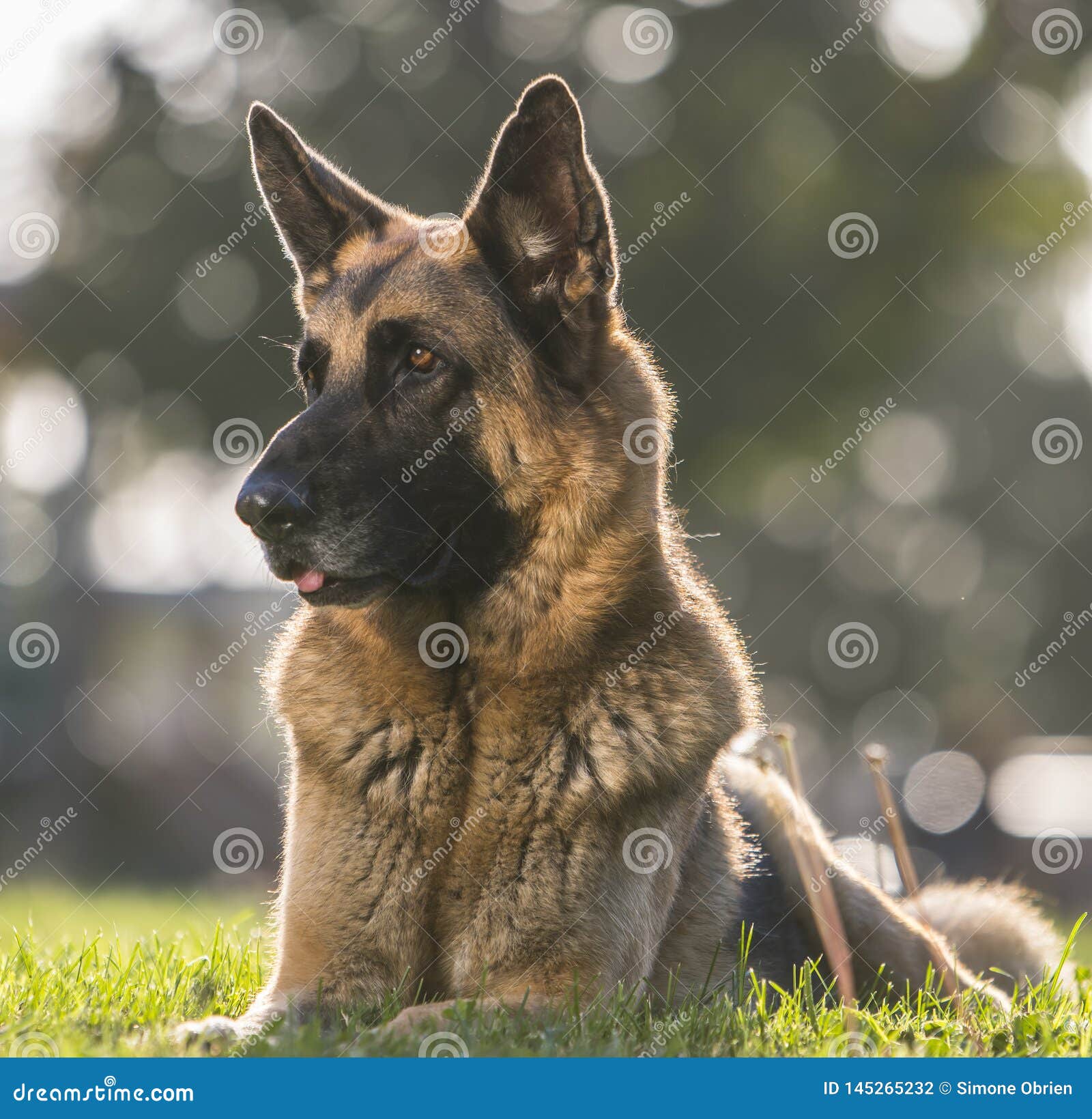 German Shepherd Dog Looking Alert for a Portrait Stock Photo - Image of ...