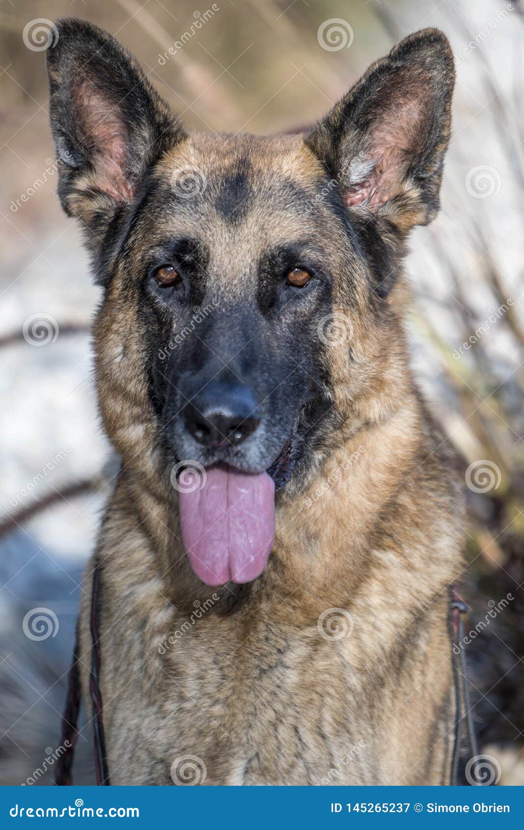 German Shepherd Dog Looking Alert for a Portrait Stock Image - Image of ...
