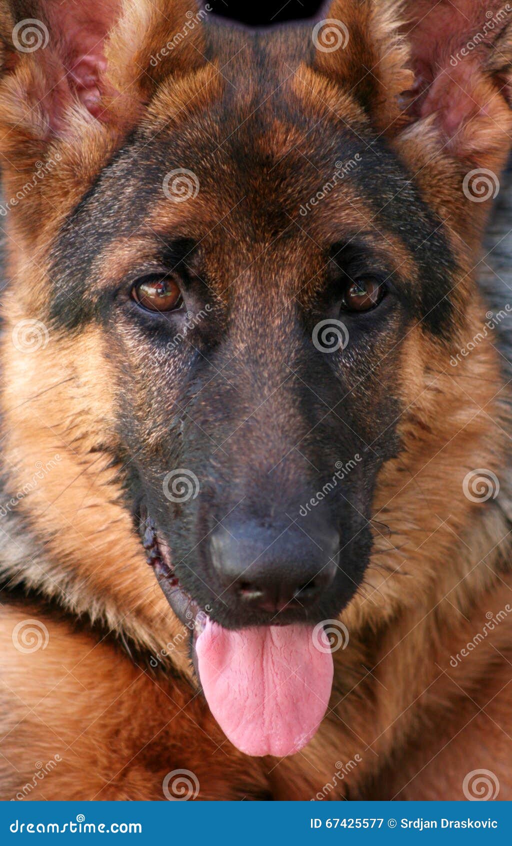 German Shepherd stock image. Image of headshot, closeup - 67425577