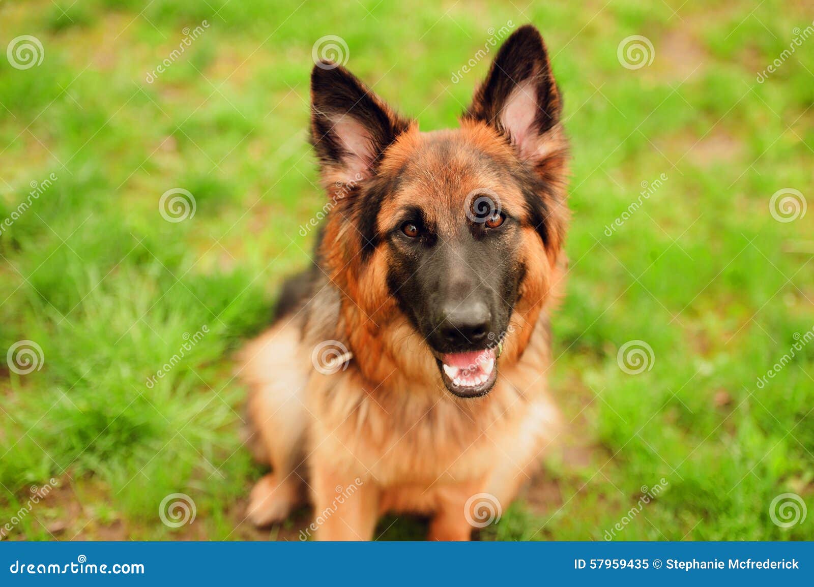 German Shepherd stock image. Image of puppy, grass, smiling - 57959435