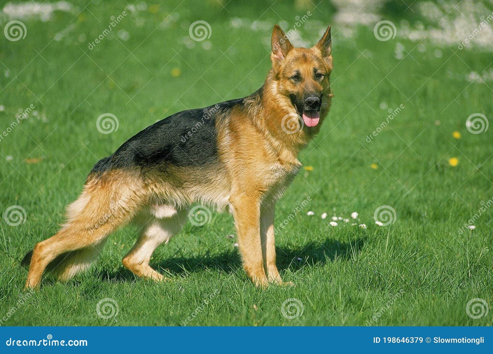 German Shepherd Dog, Male Standing on Grass Stock Image - Image of ...