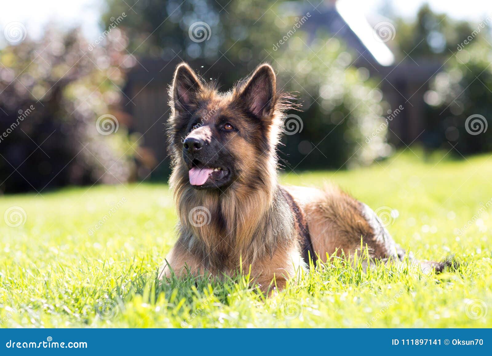 German Shepherd Dog Outside on the Lawn Stock Image - Image of furry ...