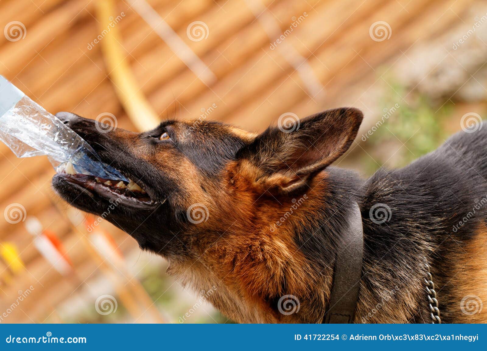 German shepherd dog stock photo. Image of cute, pedigree - 41722254