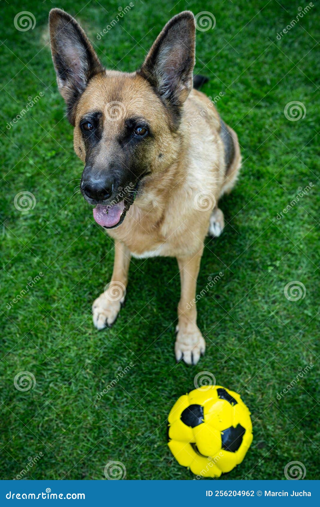 German Shepherd Dog Play with Ball on Grass in Garden Stock Photo ...