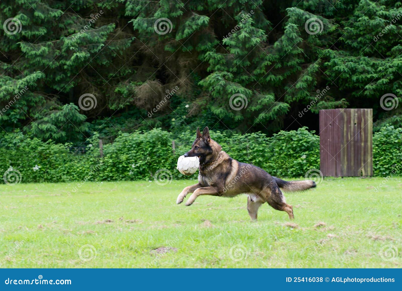 German Shepherd Dog Playing with a Ball Stock Photo - Image of exercise ...