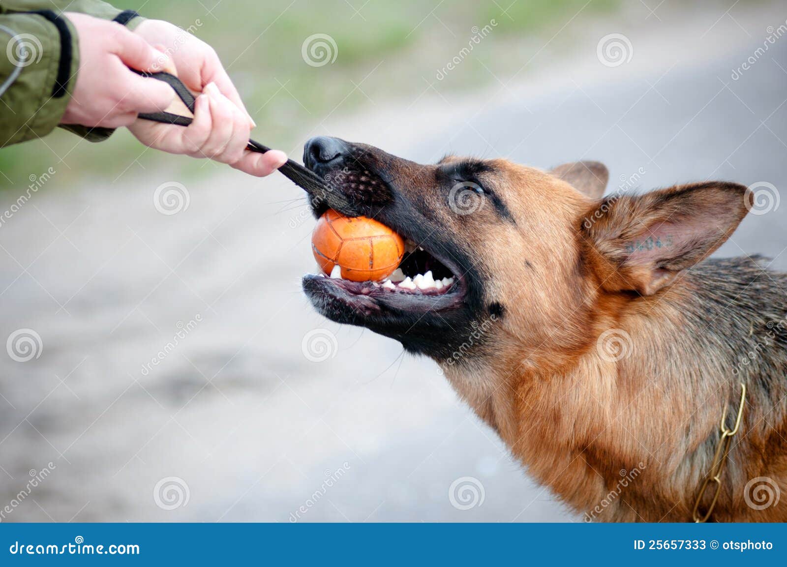 German Shepherd Dog Playing With Owner Stock Photos - Image: 25657333