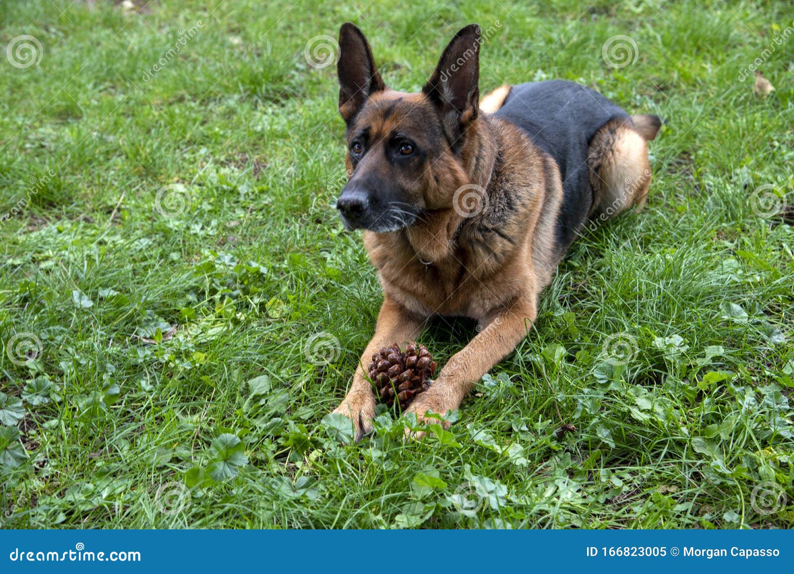 German Shepherd Dog Playing at the Park Park Stock Image - Image of ...