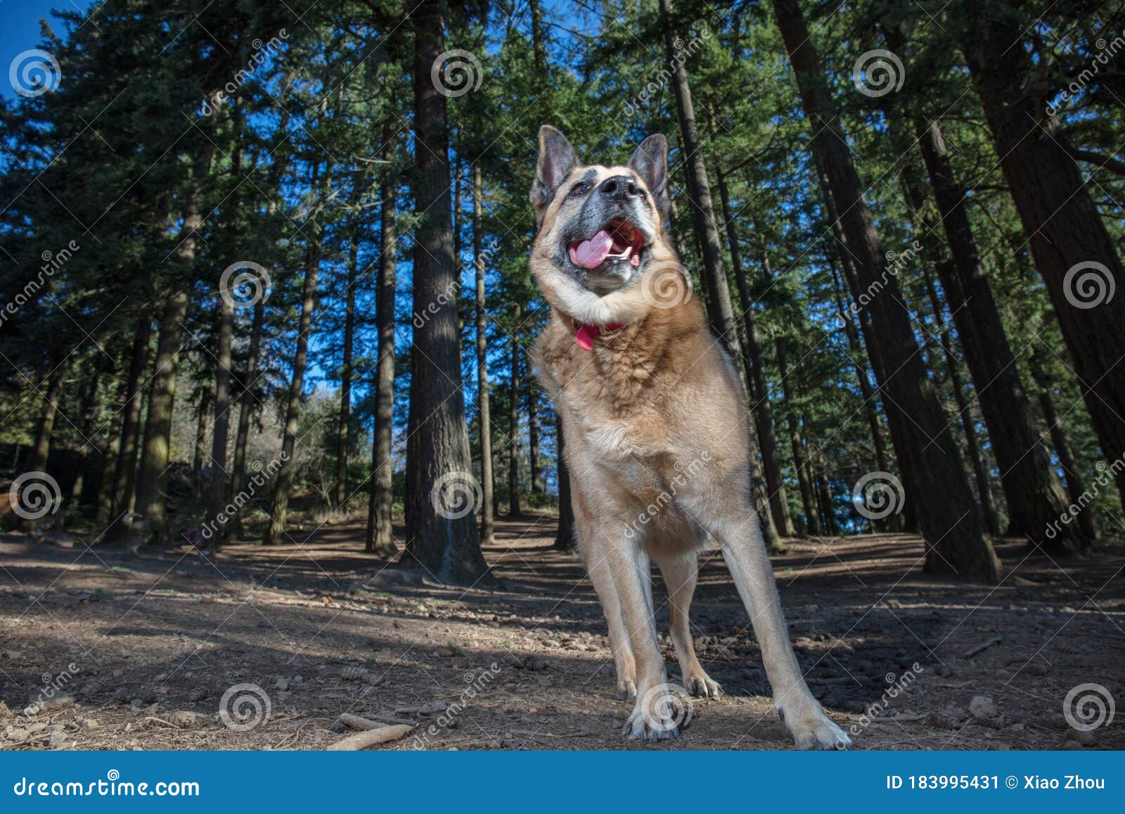 German shepherd dog stock image. Image of hair, cute - 183995431