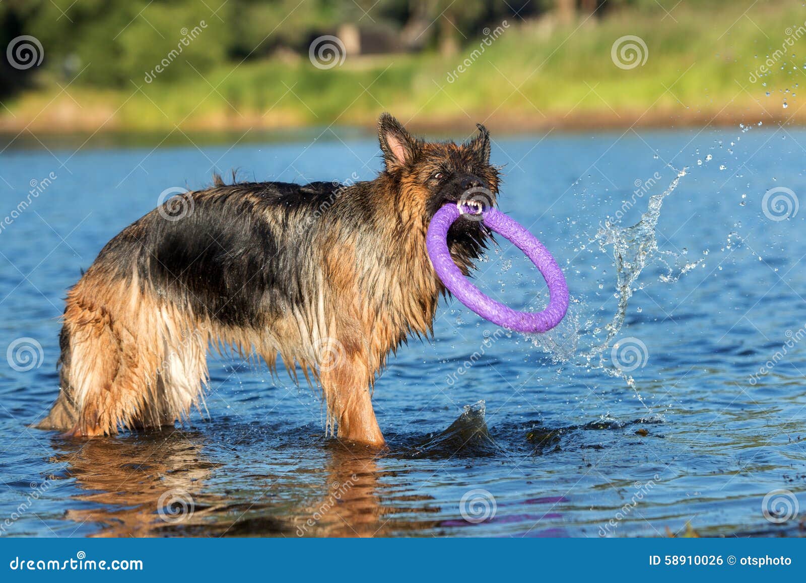 German Shepherd Dog Playing with a Toy Stock Photo - Image of outside ...