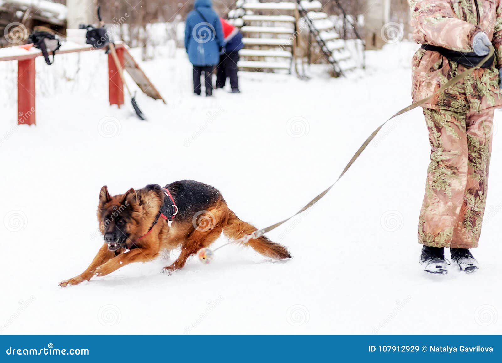 German Shepherd Dog Plays with Its Owner Stock Image - Image of dogs ...
