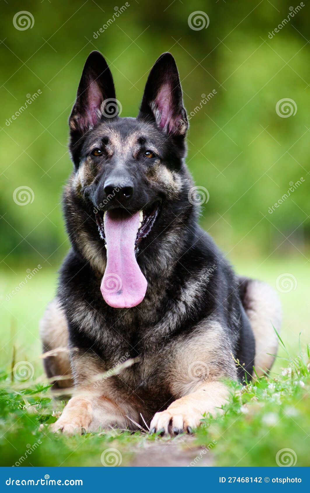 German Shepherd Dog Portrait Stock Photo - Image of cute, group: 27468142