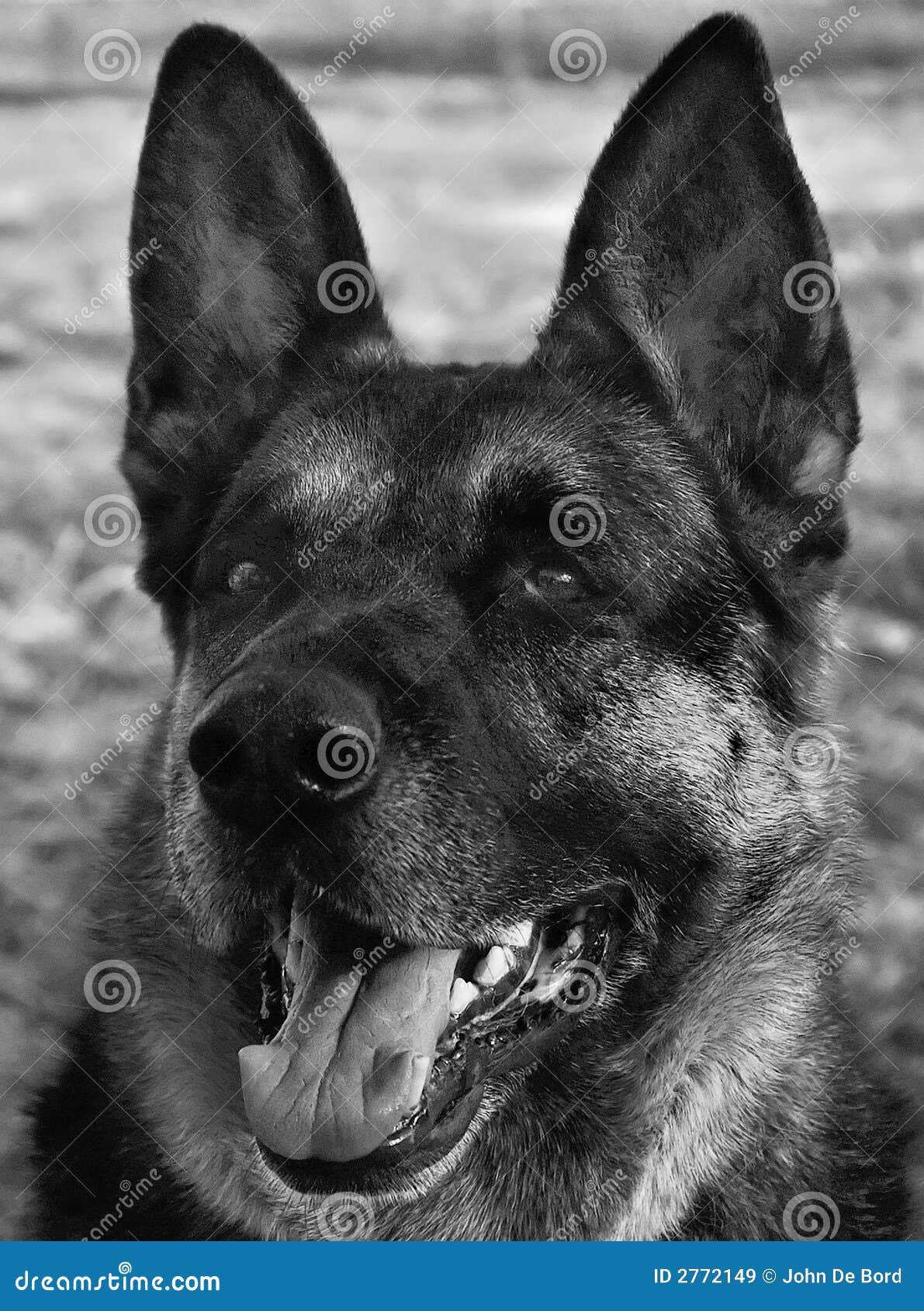 German Shepherd Dog Portrait Stock Image - Image of animal, monotone ...