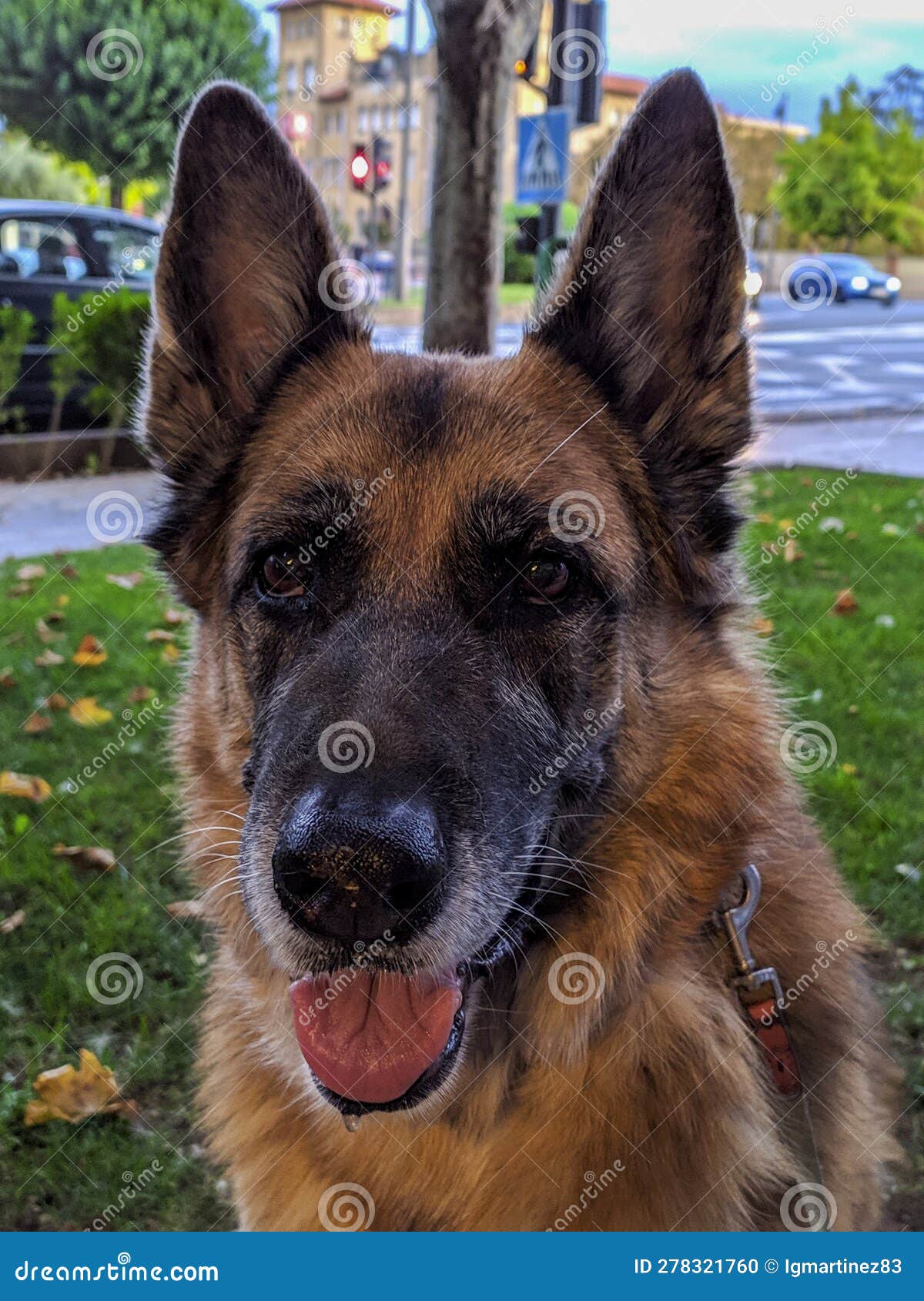 German shepherd dog stock photo. Image of portrait, snout - 278321760
