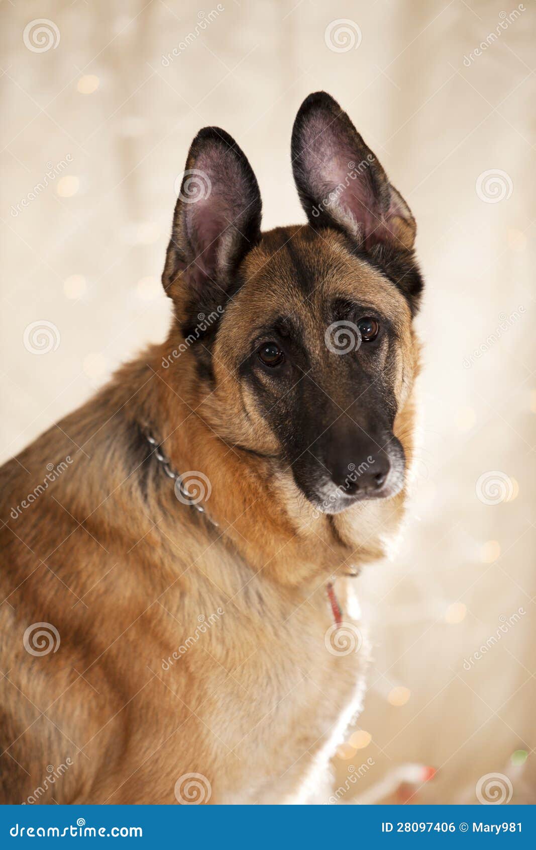 German Shepherd Dog Portrait Stock Photo - Image of bred, female: 28097406