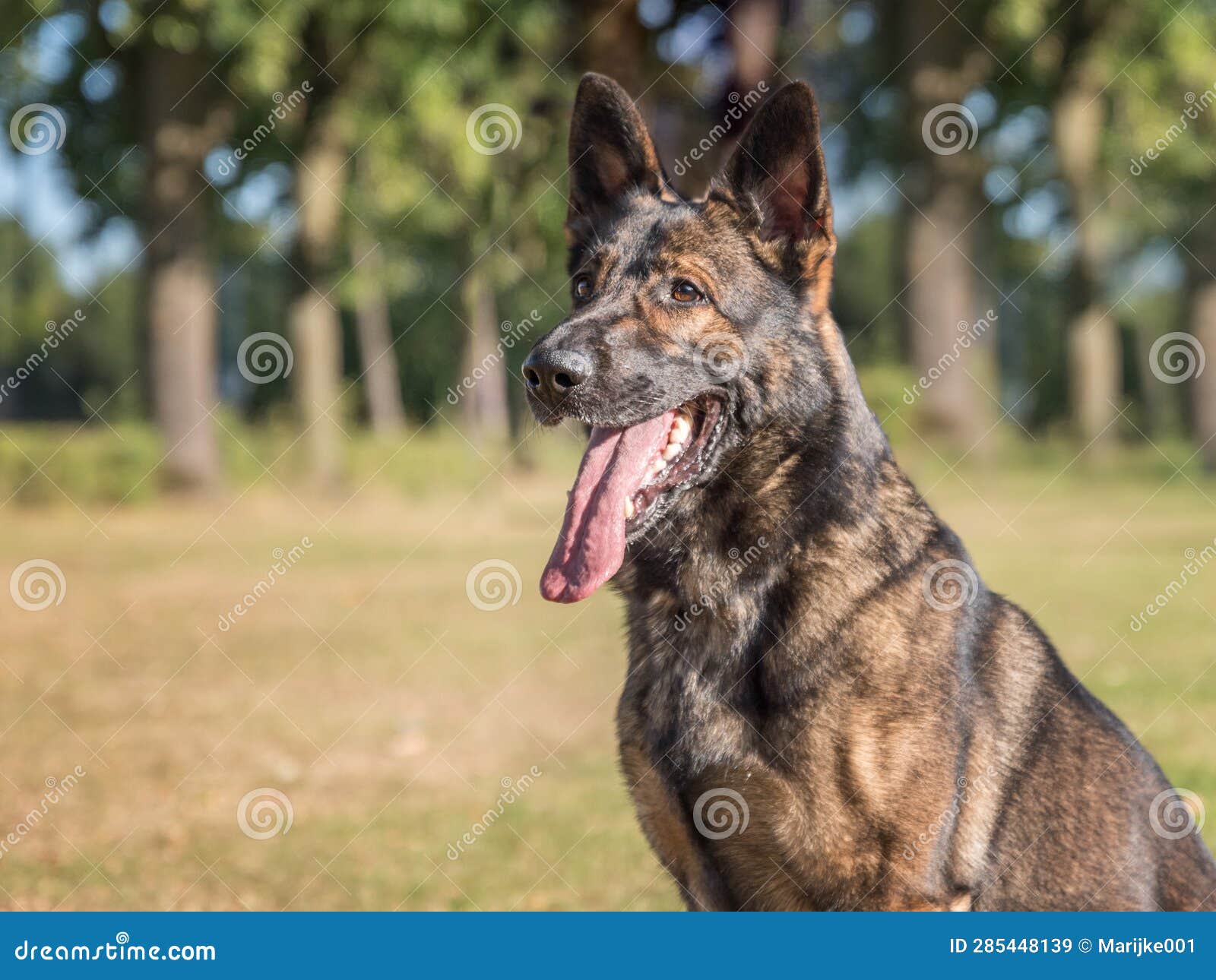 German Shepherd Dog in the Park with His Tongue Out Stock Image - Image ...