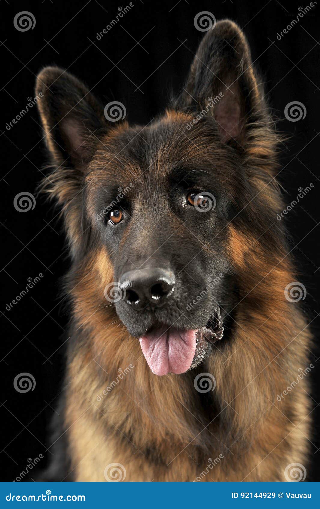German Shepherd Dog Portrait in Black Studio Stock Image - Image of ...