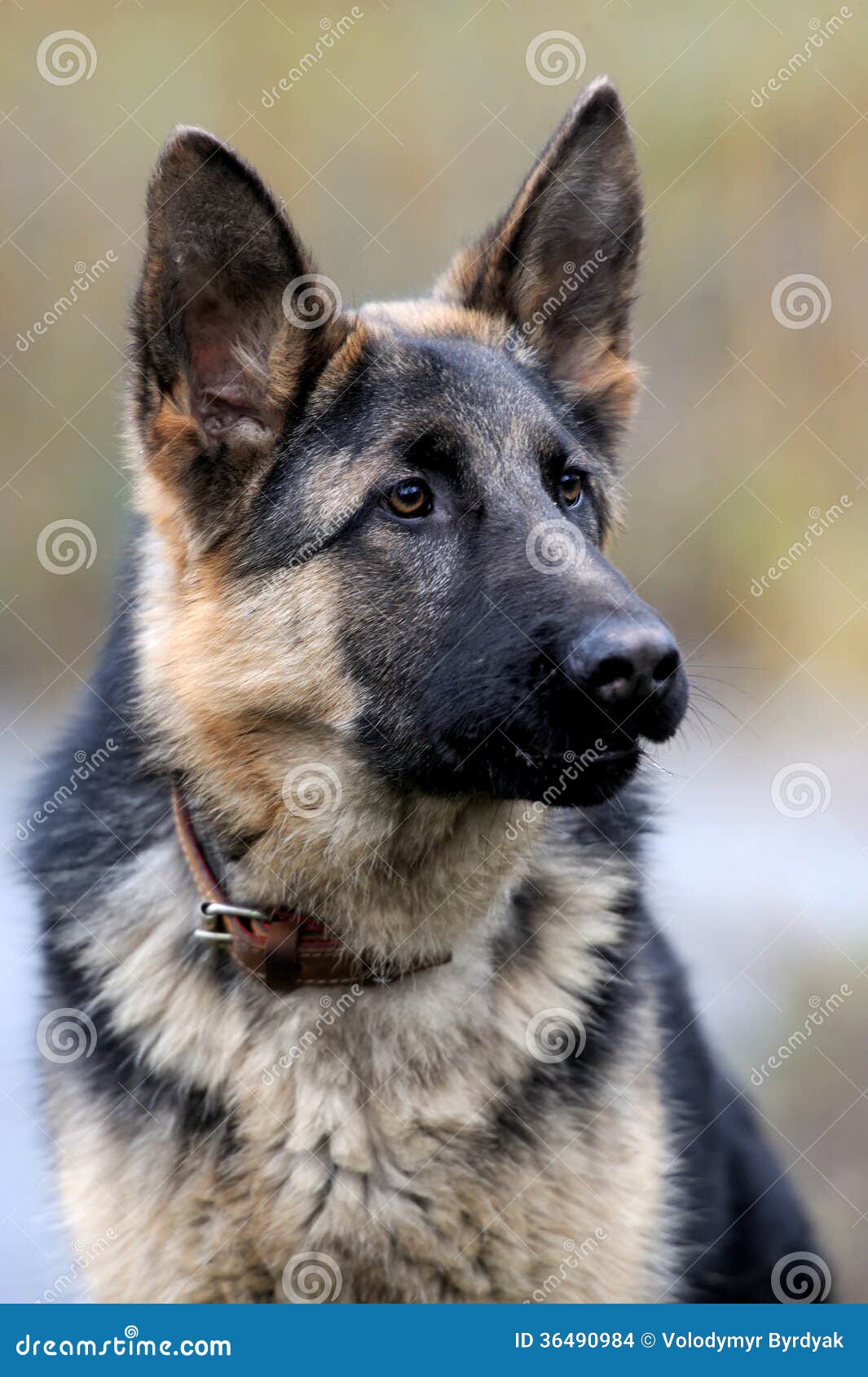 German Shepherd Dog Portrait Stock Photo - Image of furry, alertness ...