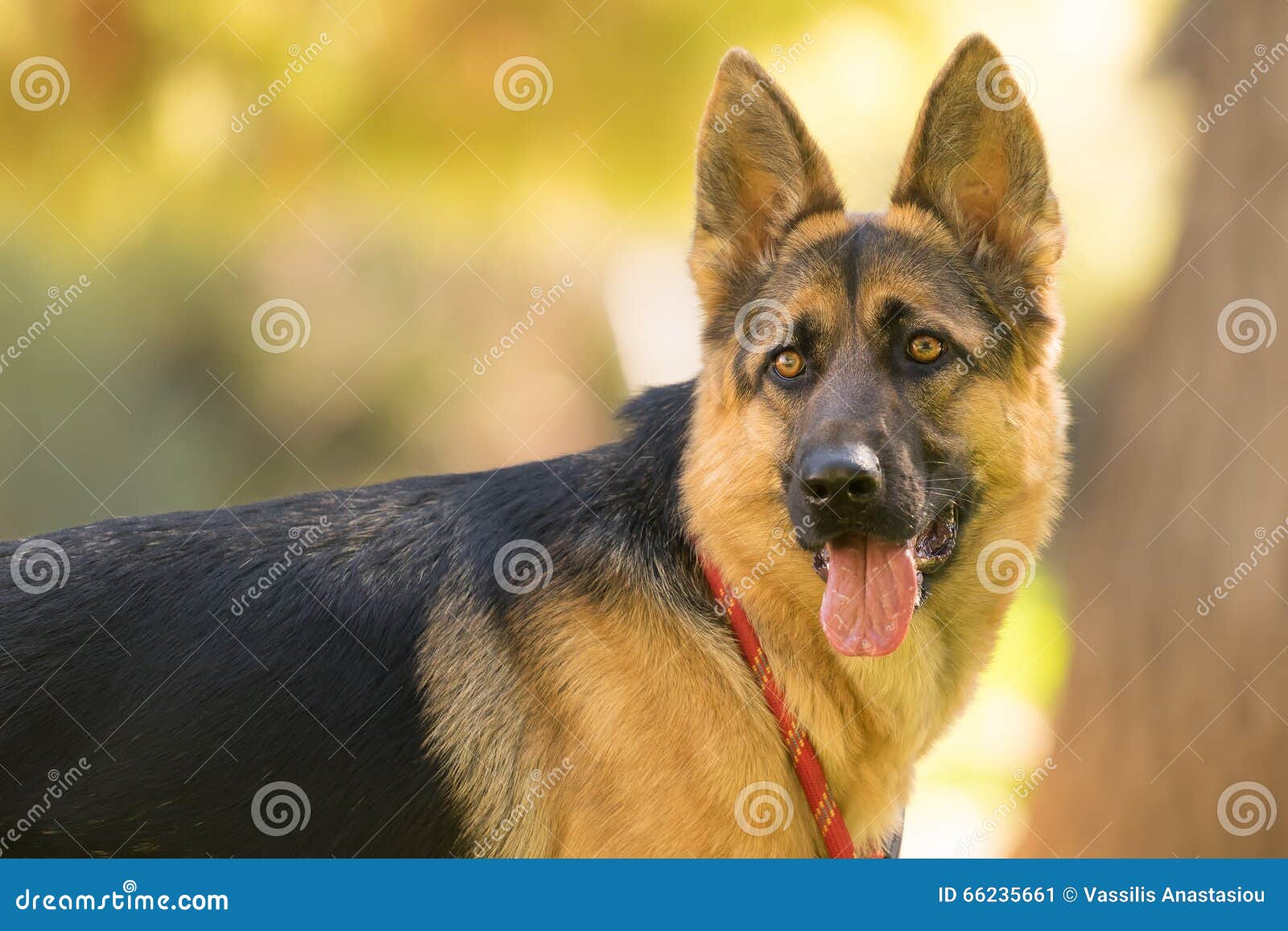 German Shepherd Dog Portrait. a Close Up Look Stock Image - Image of ...