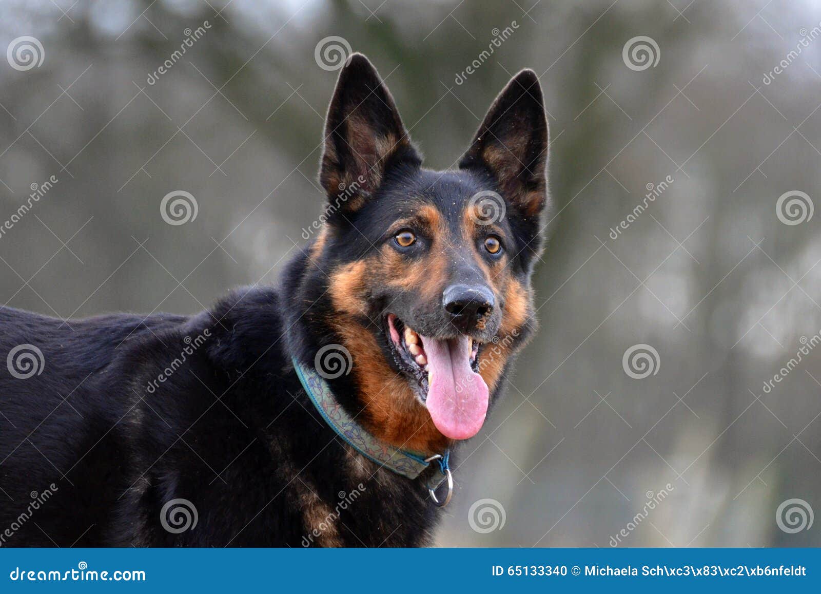 German Shepherd Dog stock photo. Image of friendly, breed - 65133340