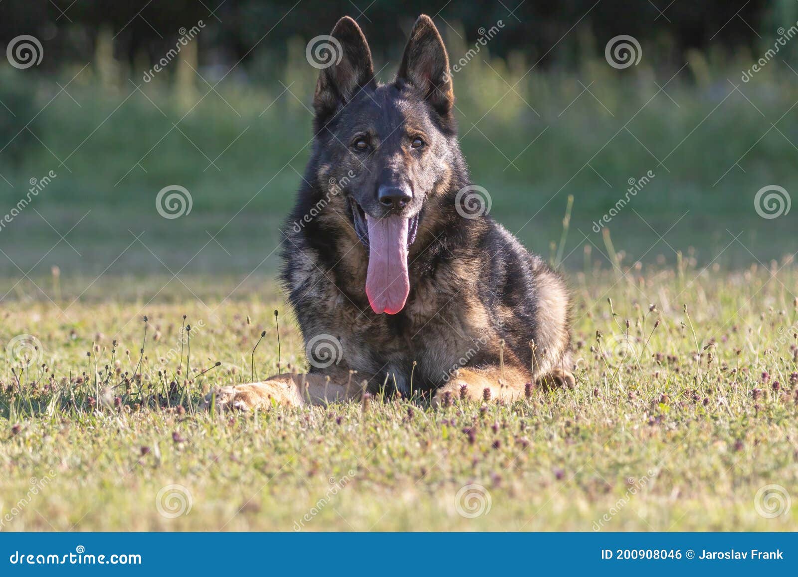German Shepherd Dog Posing Outside Stock Photo - Image of outside ...