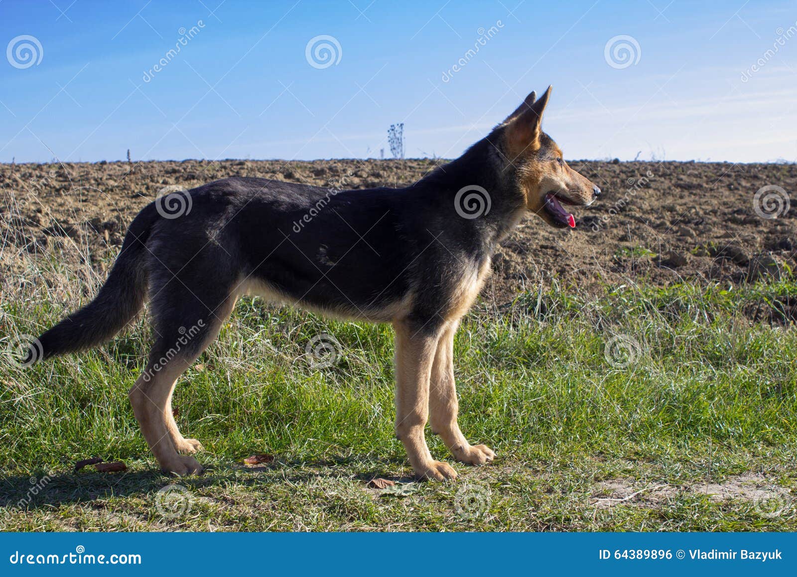 German Shepherd Dog in Profile Stock Photo - Image of cute, profile ...