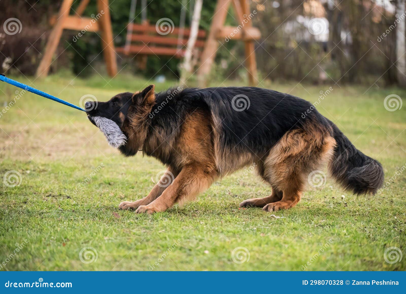 German Shepherd Dog Pulling Rope from Owners Hand Stock Photo - Image ...
