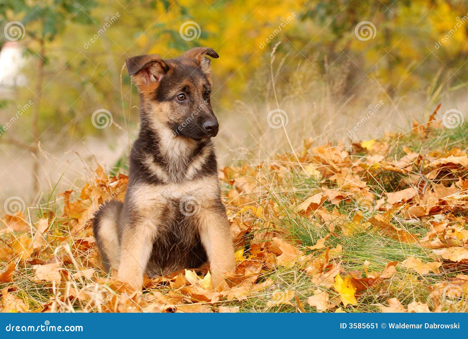 German shepherd dog puppy stock image. Image of breed - 3585651
