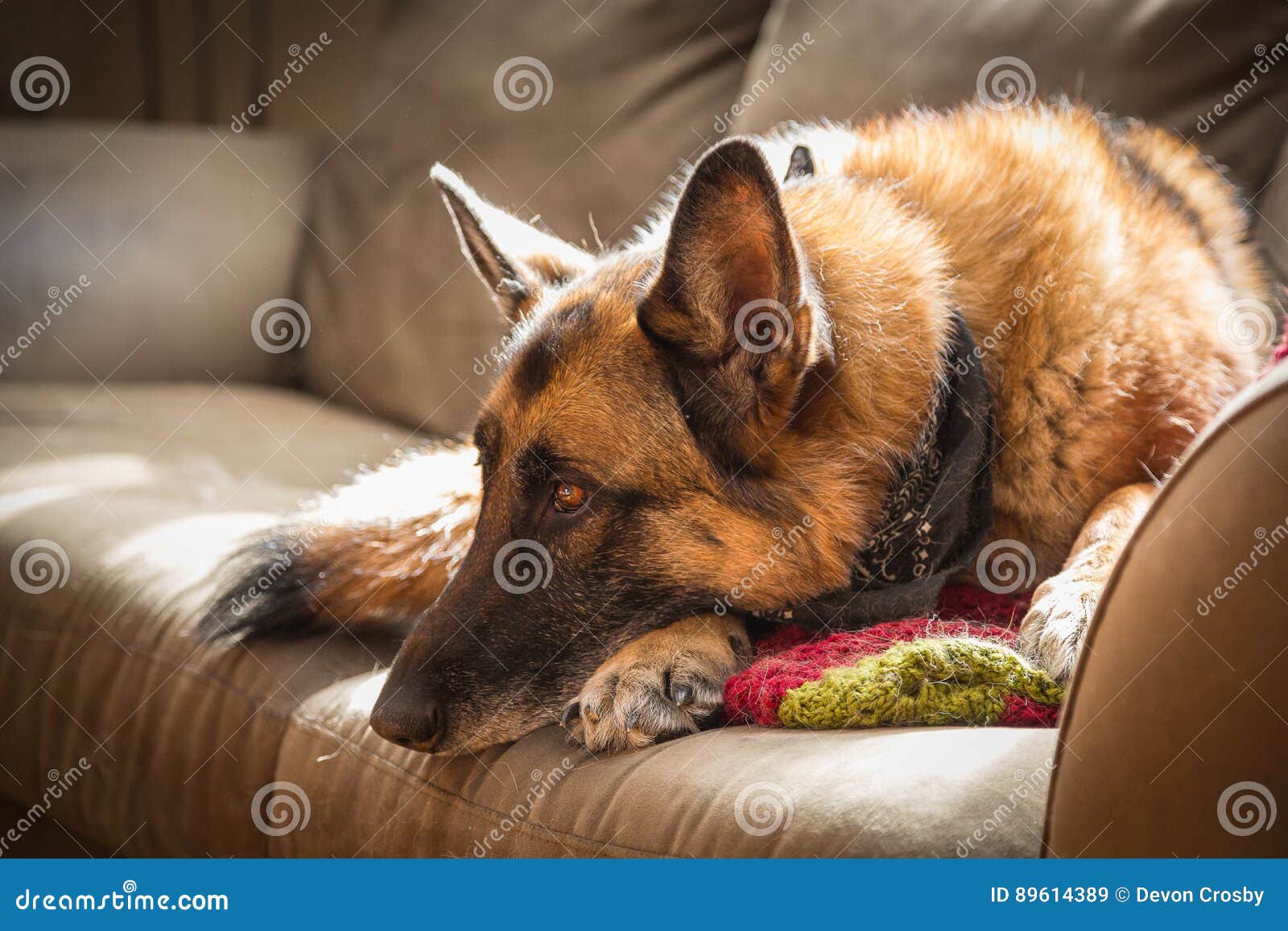German Shepherd Dog Resting on Green Couch Back Lit by Sunlight Stock ...
