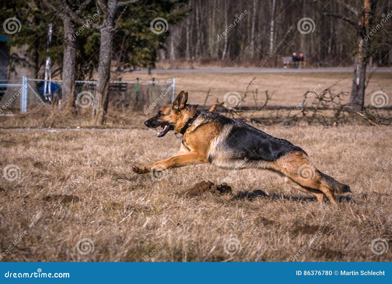 German Shepherd Dog Running Stock Photo - Image of care, health: 86376780