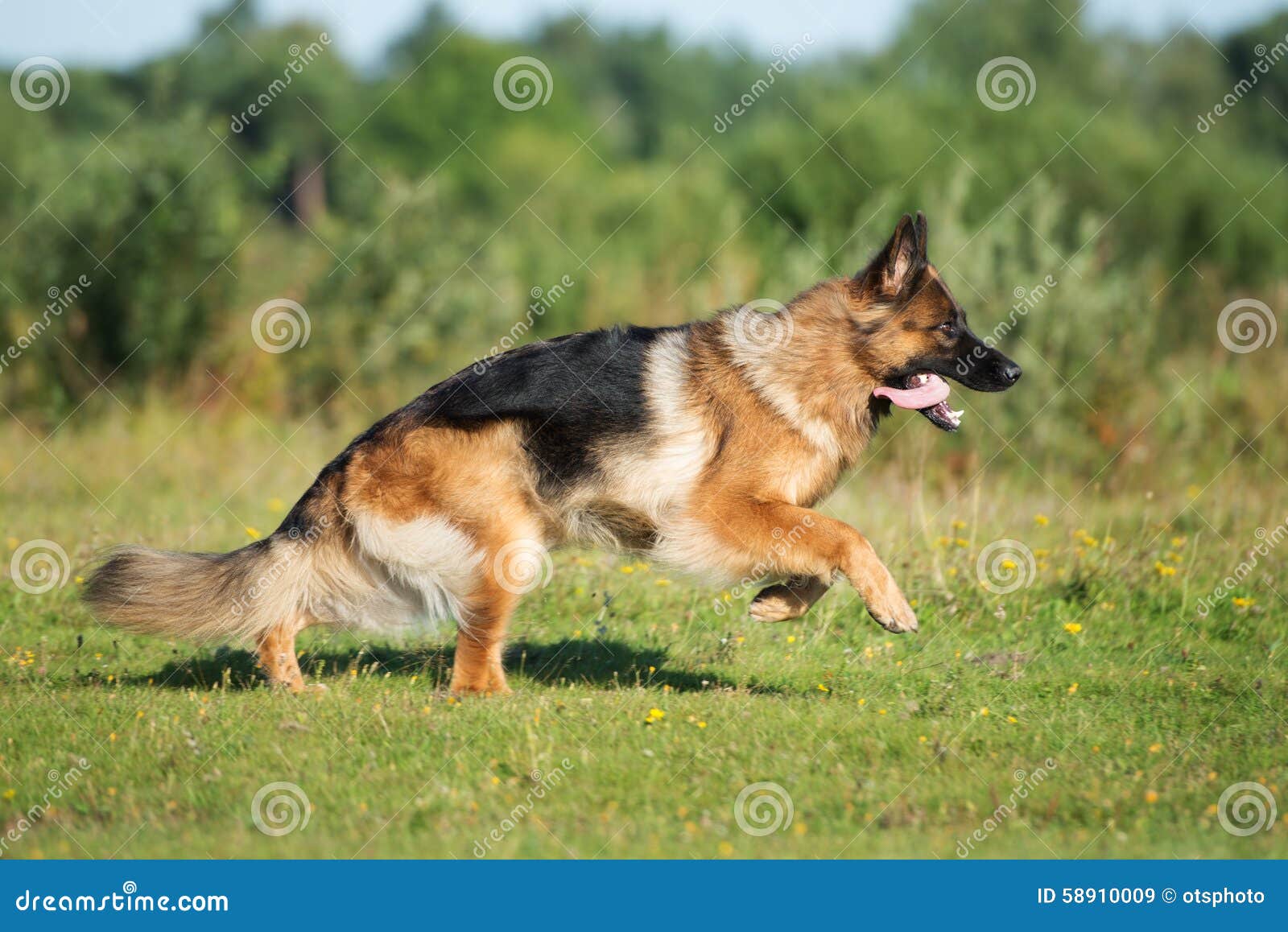 German Shepherd Dog Running Outdoors Stock Image - Image of animal ...