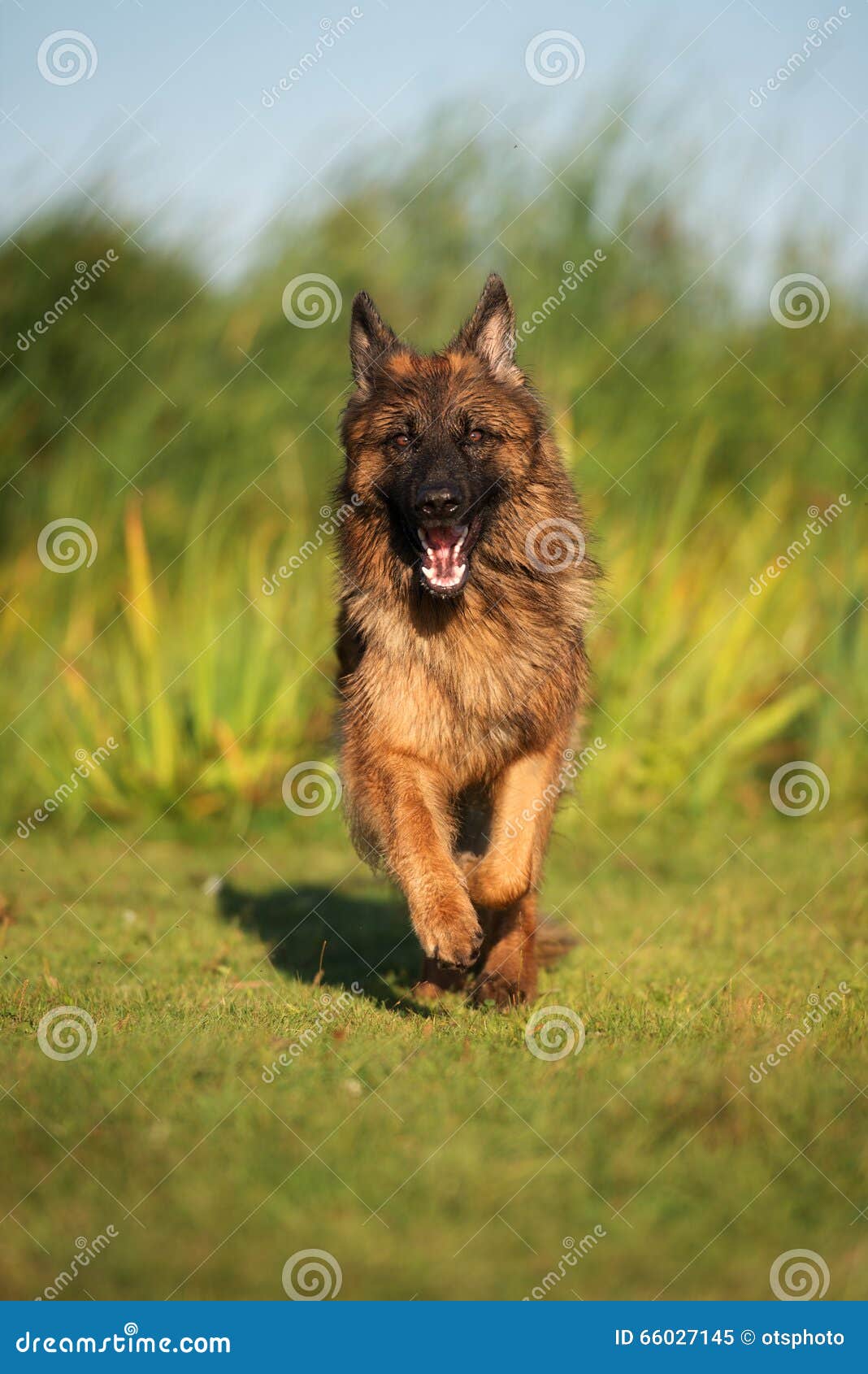 German Shepherd Dog Running Outdoors Stock Image - Image of breed, coat ...