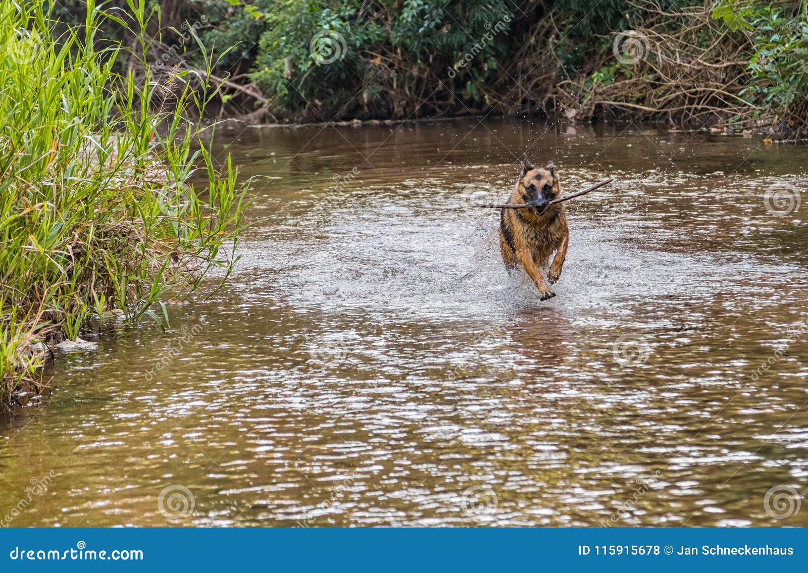 German Shepherd Dog while Running in a River Stock Photo - Image of ... German Shepherd Dog while Running in a River Stock Photo - Image of ...