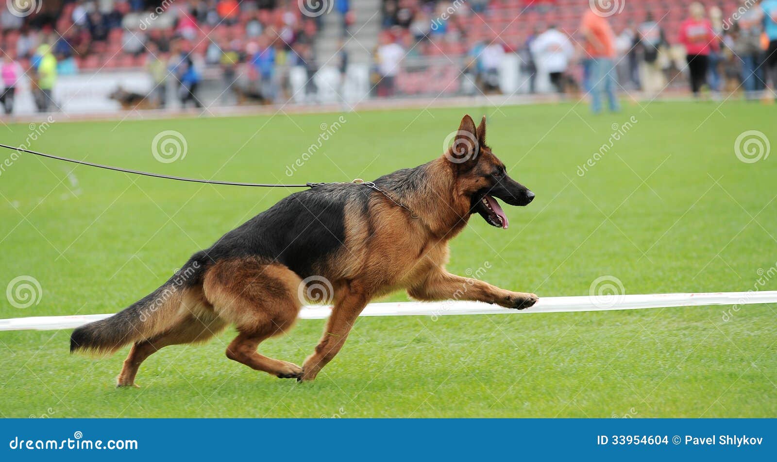 German Shepherd Dog Running Stock Photo - Image of animal, beautiful ...