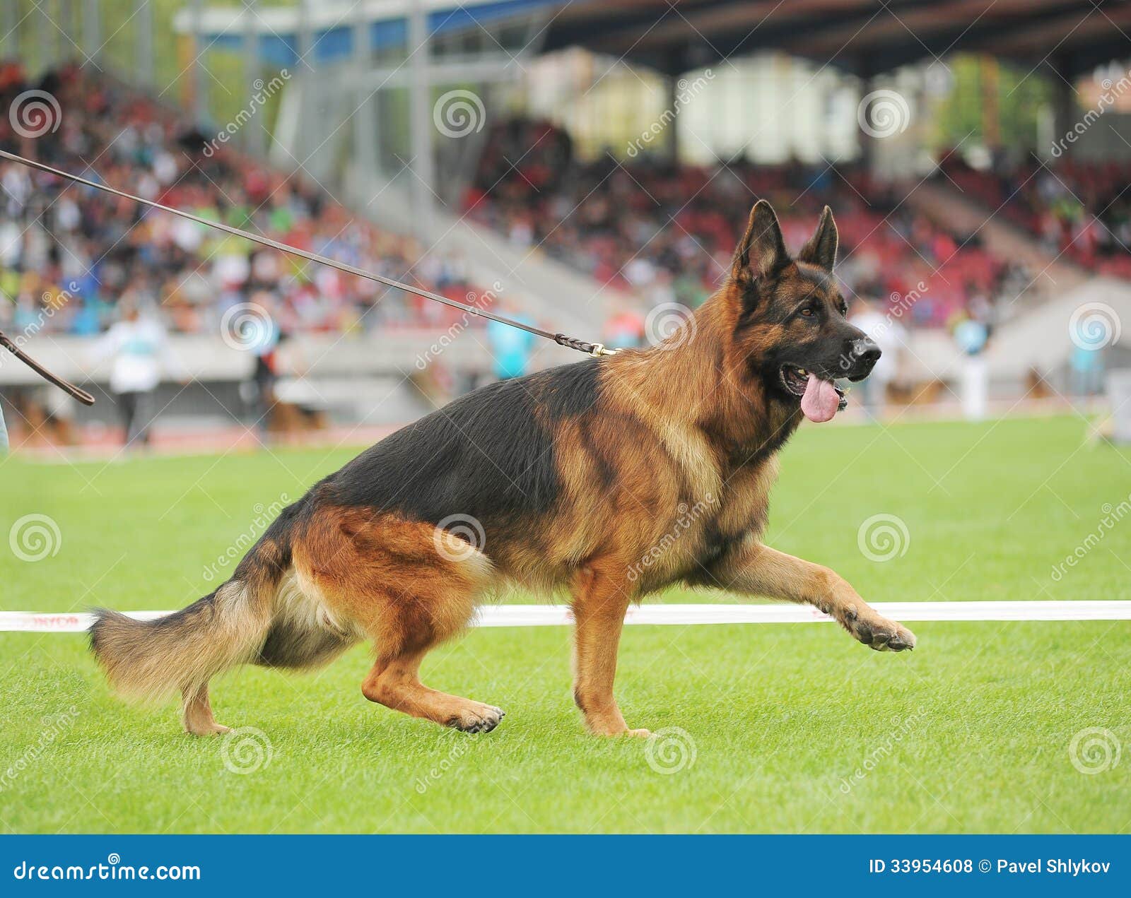 German Shepherd Dog Running Stock Photo - Image of happiness, green ...