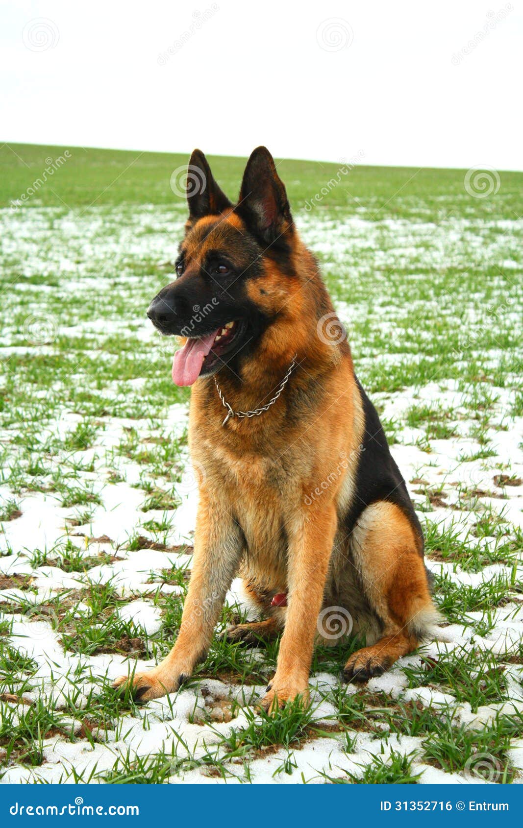 German shepherd dog stock photo. Image of health, nature - 31352716