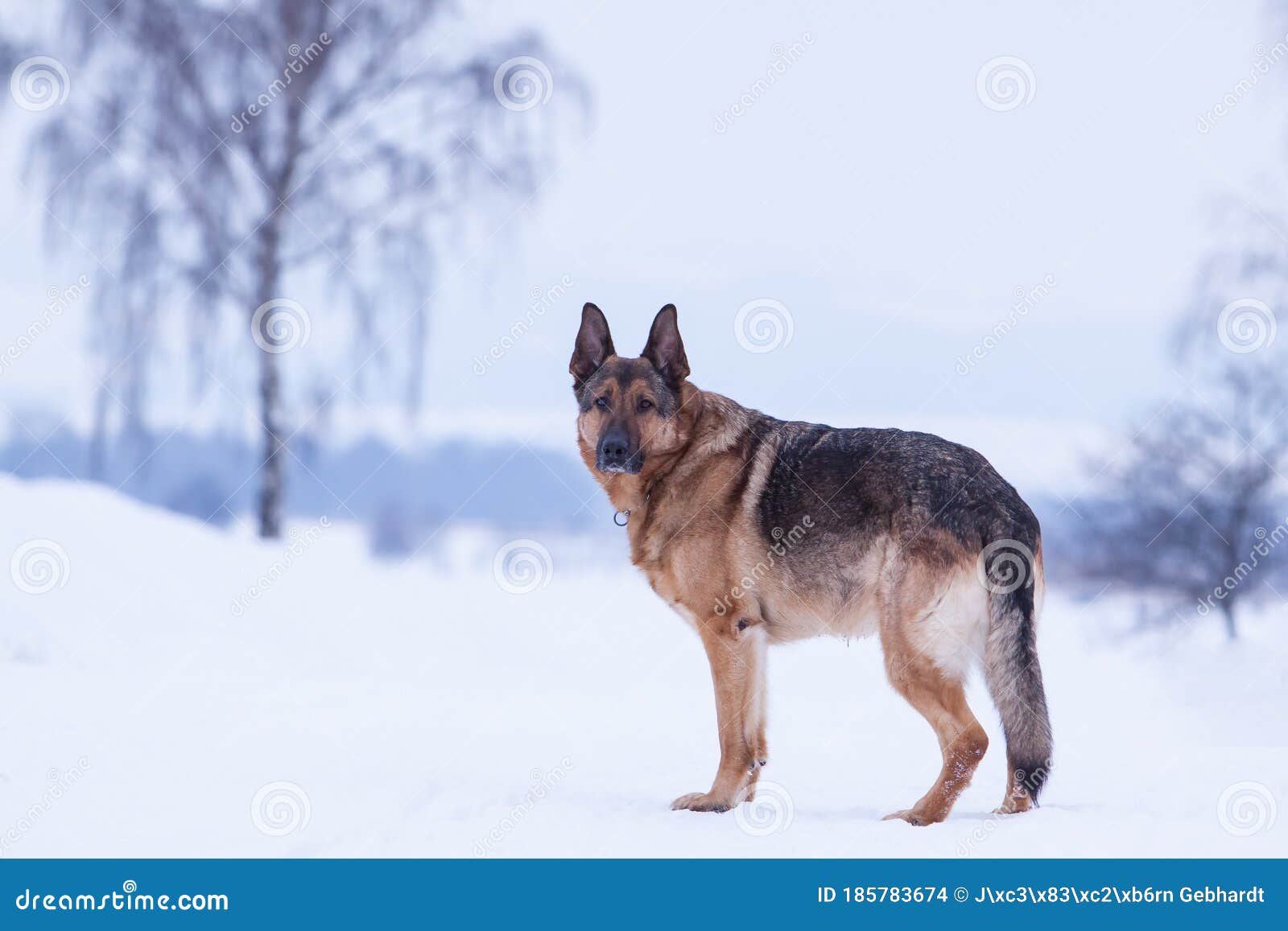 German Shepherd Dog in the Snow Stock Photo - Image of snow, purebred ...