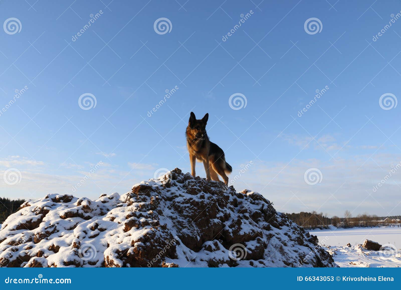 German Shepherd Dog on the Snow Stock Image - Image of snow, walk: 66343053