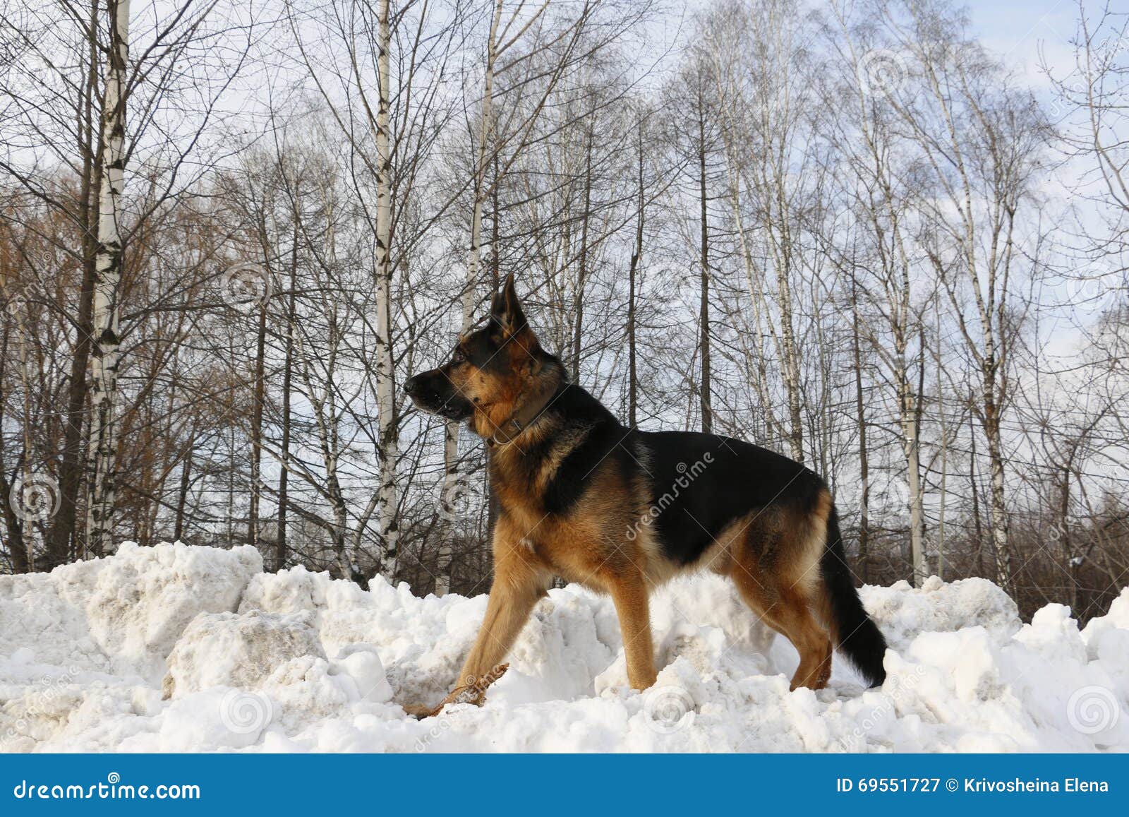 German Shepherd Dog on Snow Stock Image - Image of house, aggression ...
