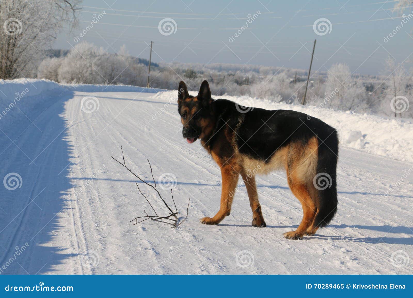 German Shepherd Dog on Snow Stock Image - Image of cheerful, beautiful ...