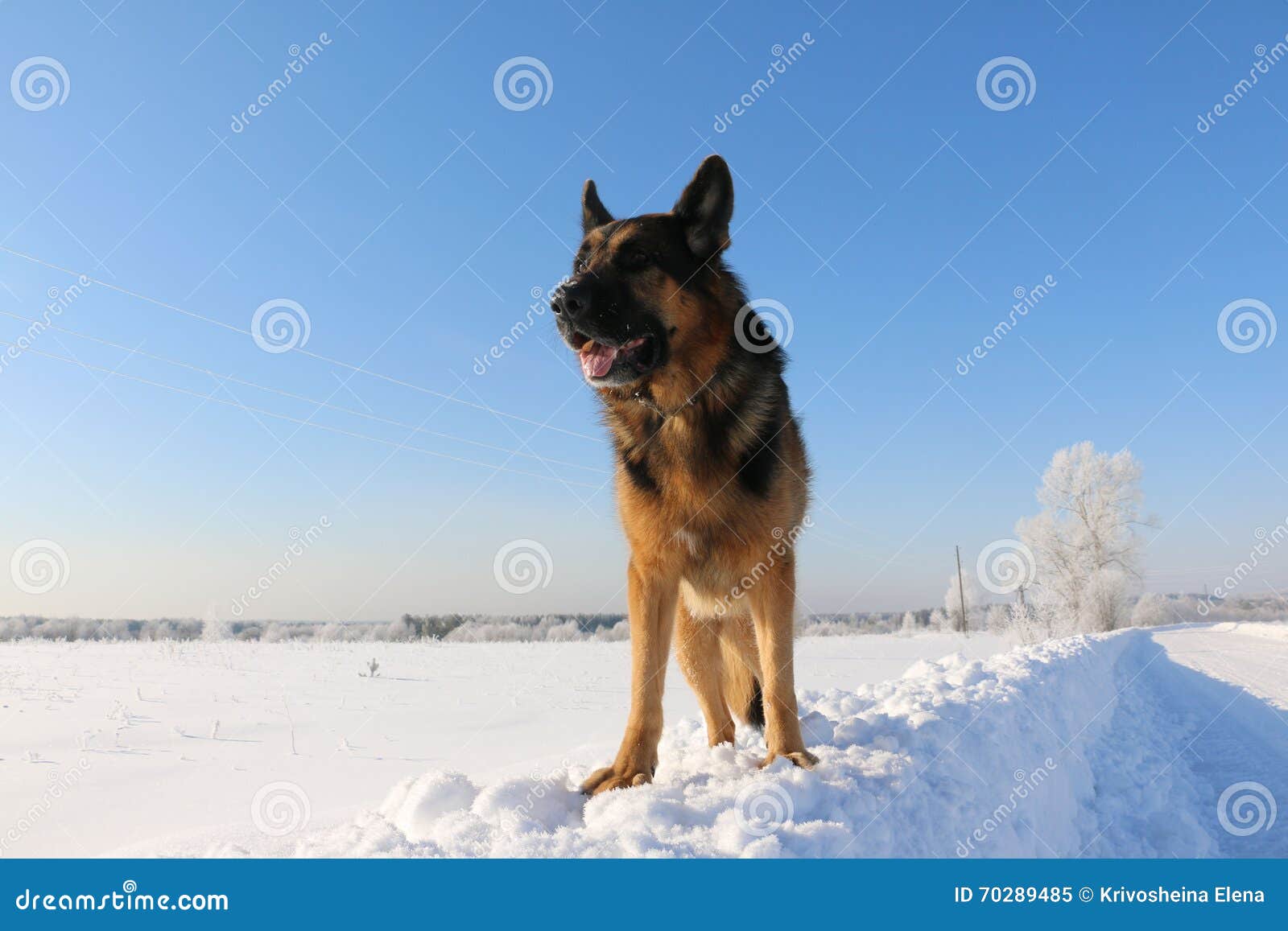 German Shepherd Dog on Snow Stock Image - Image of cold, claws: 70289485