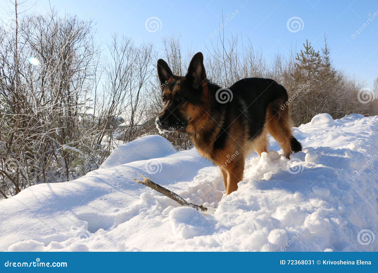 German Shepherd Dog on Snow Stock Image - Image of independence ...