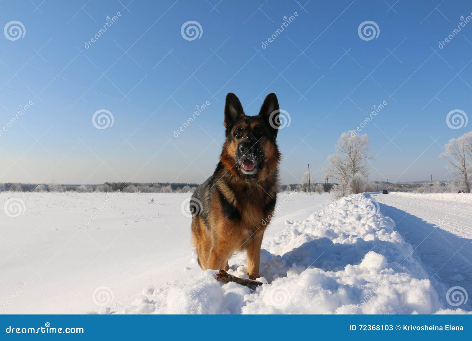 German Shepherd Dog on Snow Stock Image - Image of cute, protection ...
