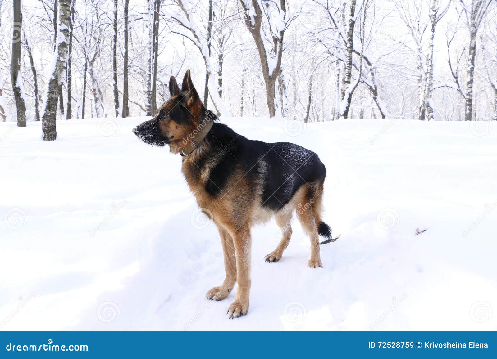German Shepherd Dog on Snow Stock Image - Image of ears, shepherd: 72528759