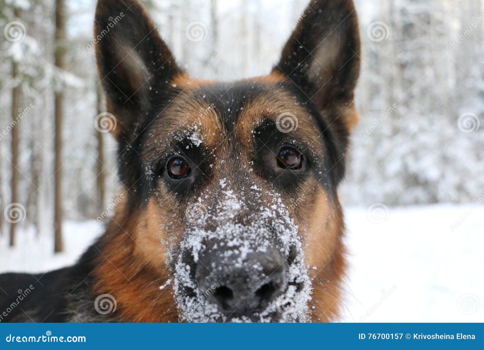 German Shepherd Dog on Snow Stock Image - Image of frost, cold: 76700157