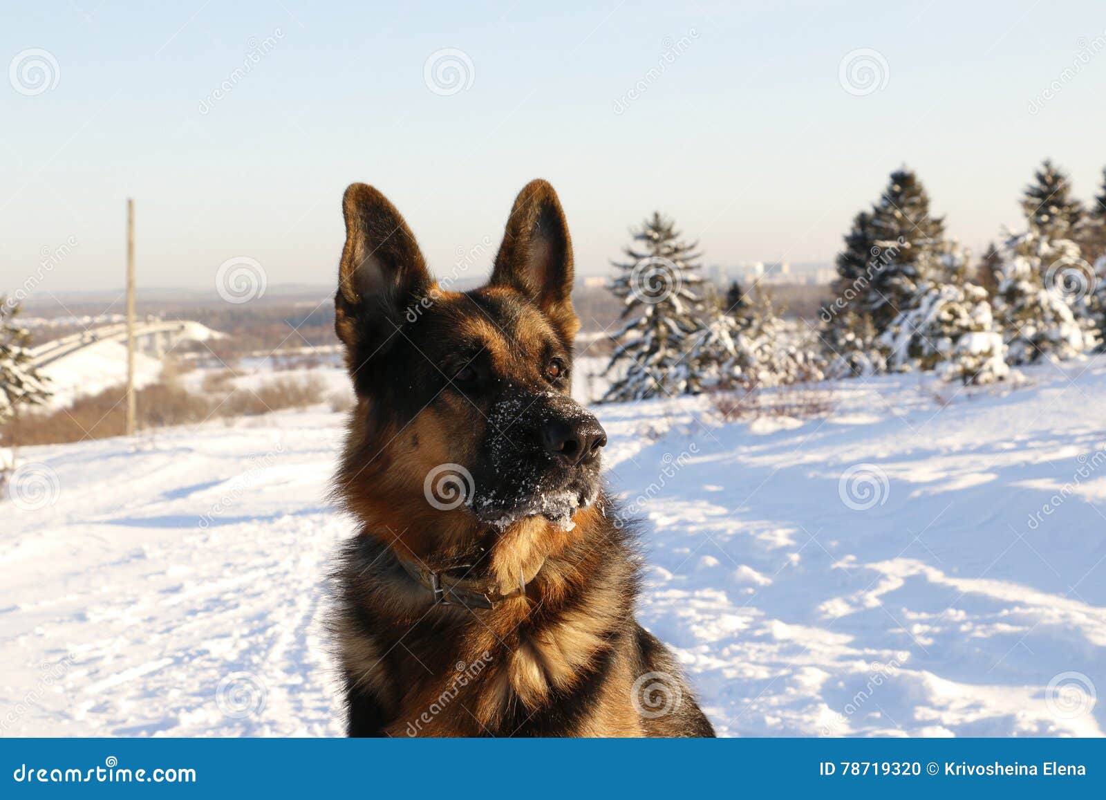 German Shepherd Dog on Snow Stock Photo - Image of nose, game: 78719320