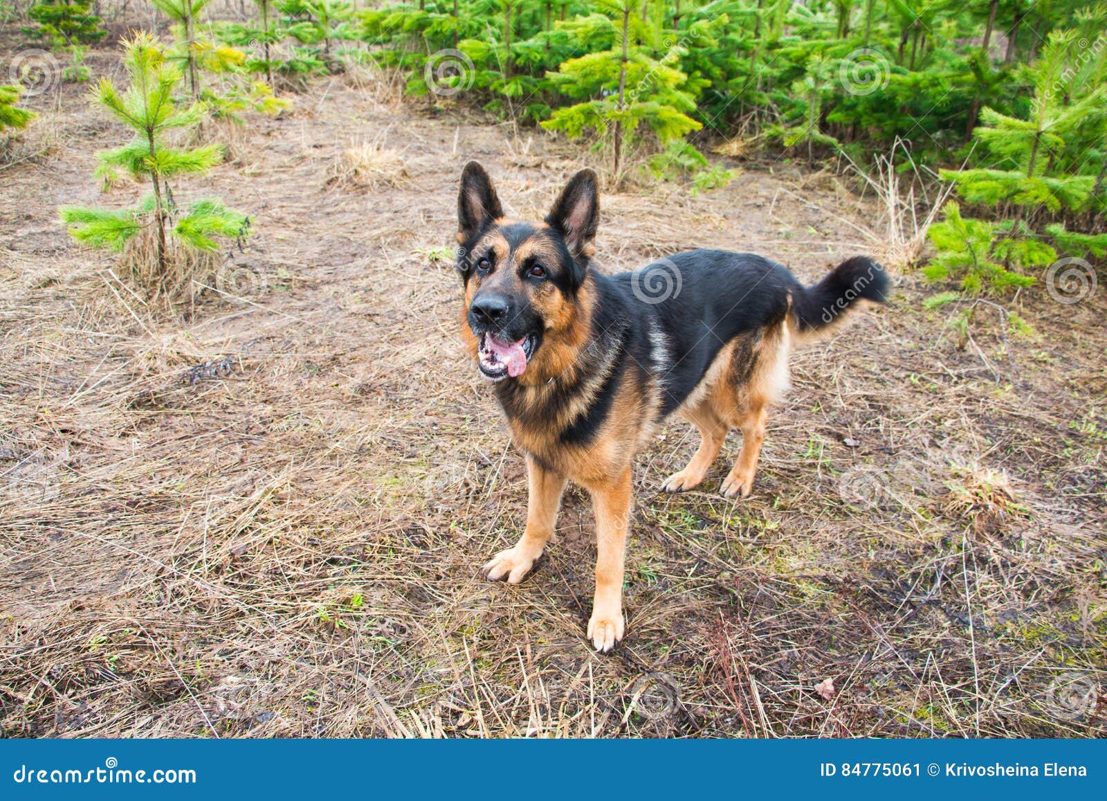 German Shepherd Dog in a Spring Day Stock Image - Image of nose, cute ...