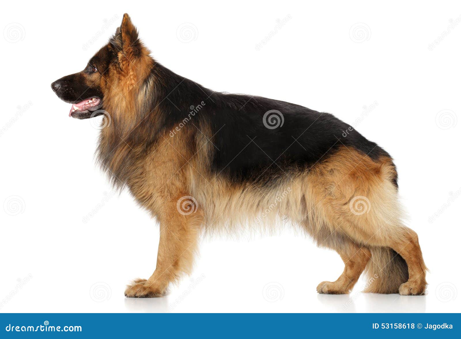 German Shepherd Dog in Stand Stock Photo - Image of white, brown: 53158618