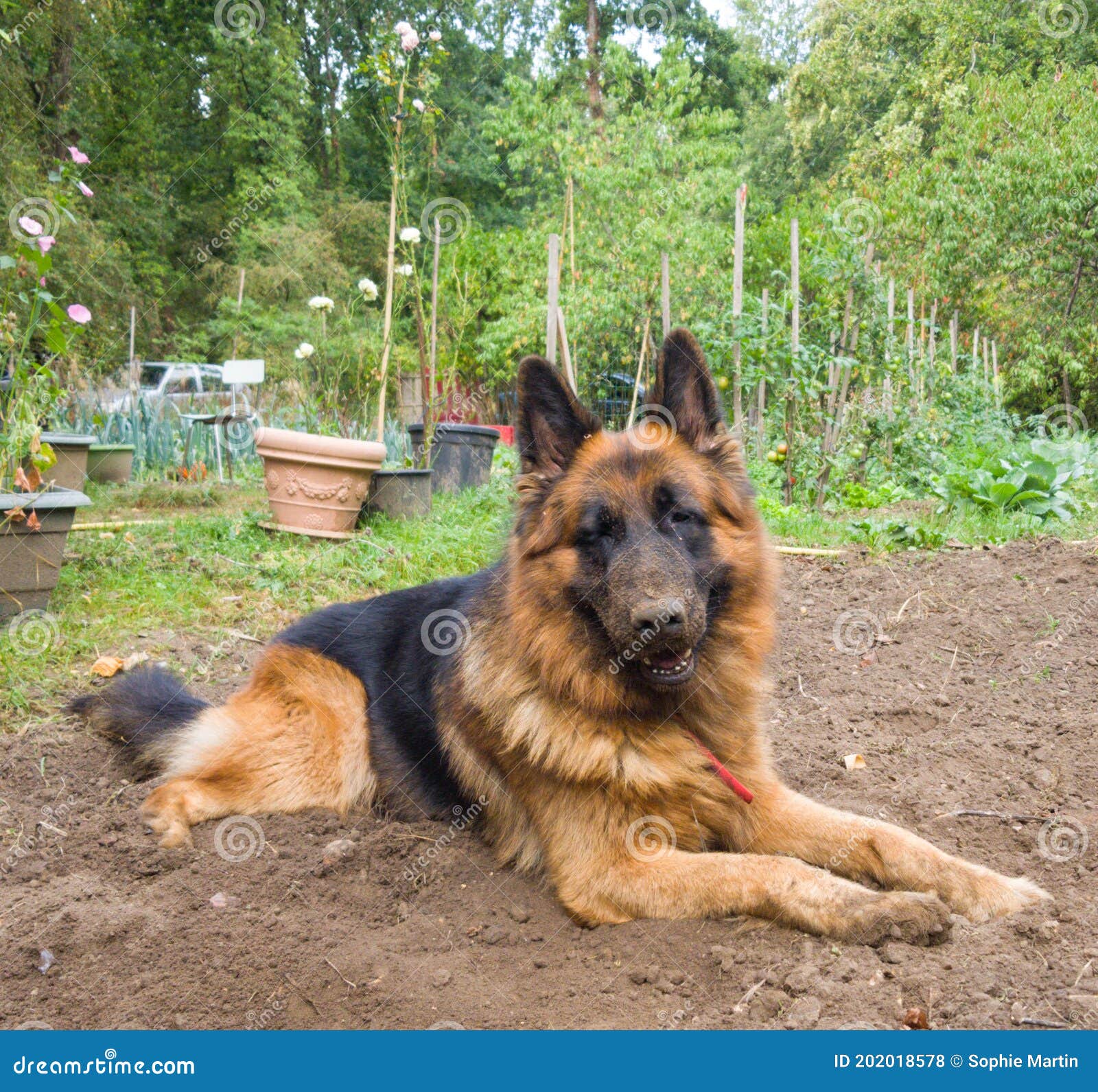 German Shepherd Dog Standing Stock Photo - Image of terrier, mammal ...