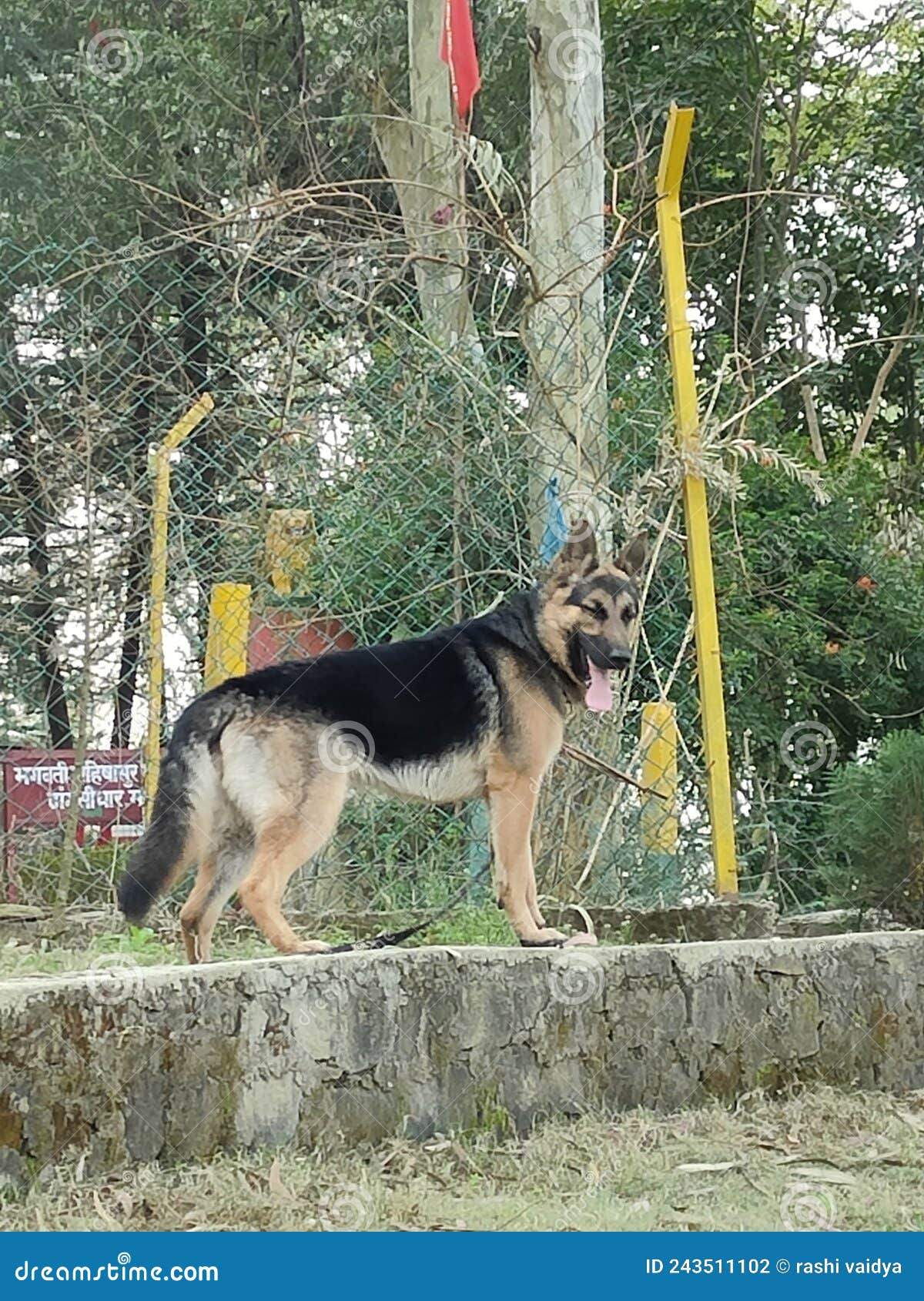 German Shepherd Dog Standing Stock Photo - Image of mammal, puppy ...